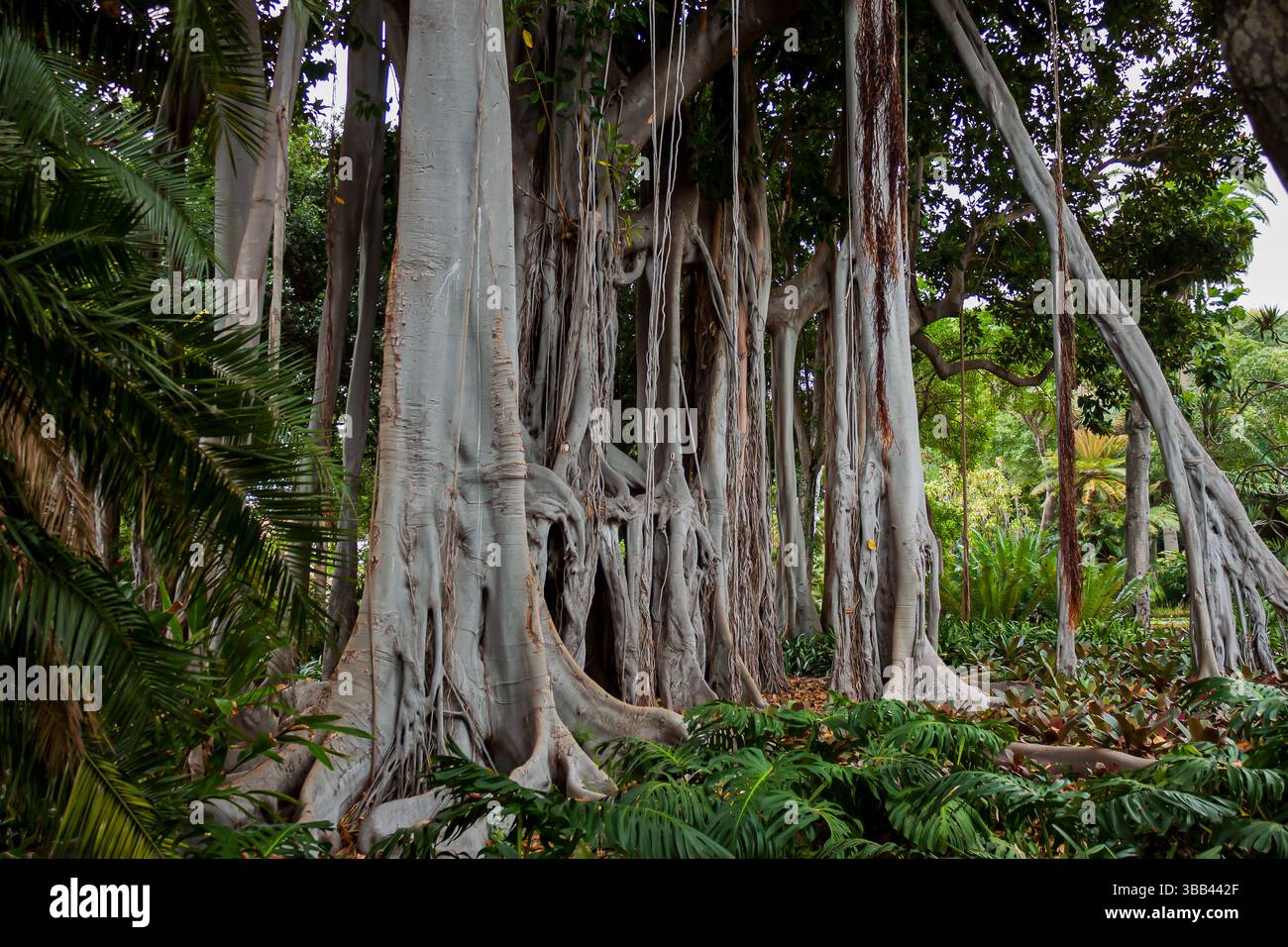 A dense clump of banyan trees with aerial roots and lush green foliage ...