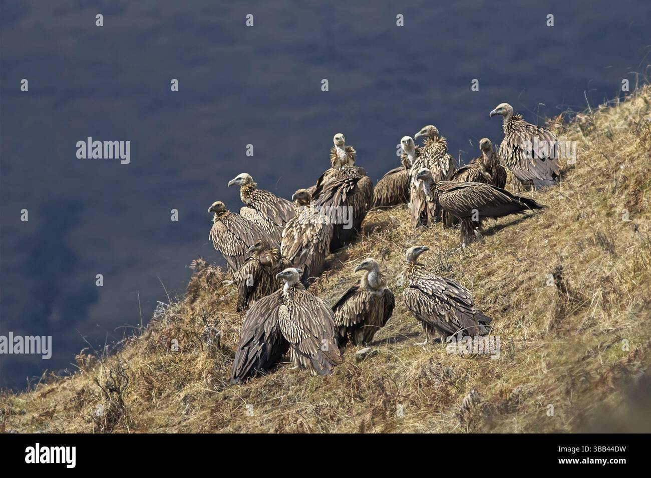 Himalayan Vulture (Gyps himalayensis), Darjeeling, India, Asia Stock ...