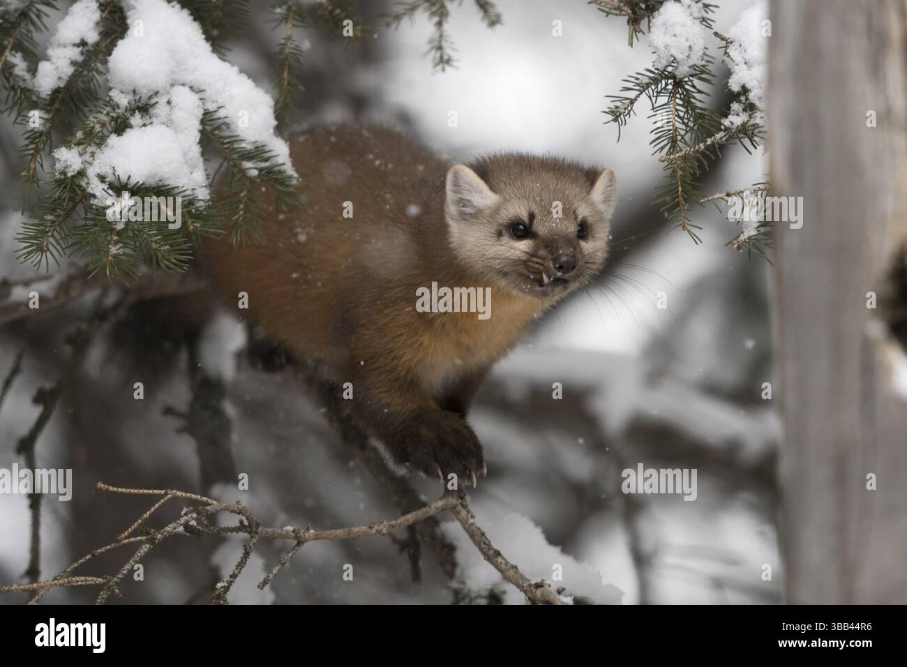 American Marten (Martes americana) climbing in tree, Yellowstone ...
