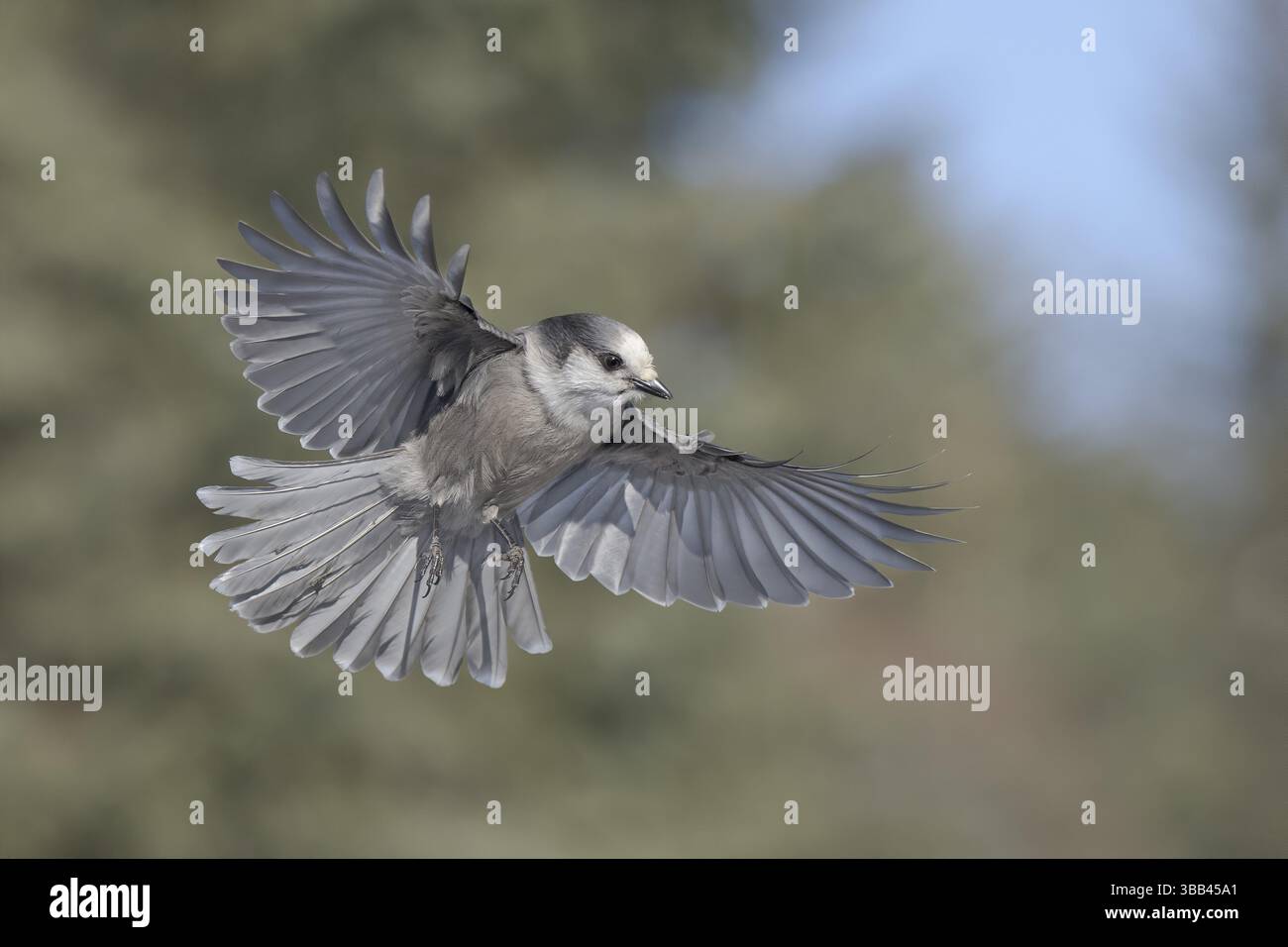 Grey Jay (Perisoreus canadensis) flying, Alaska, USA, North America ...
