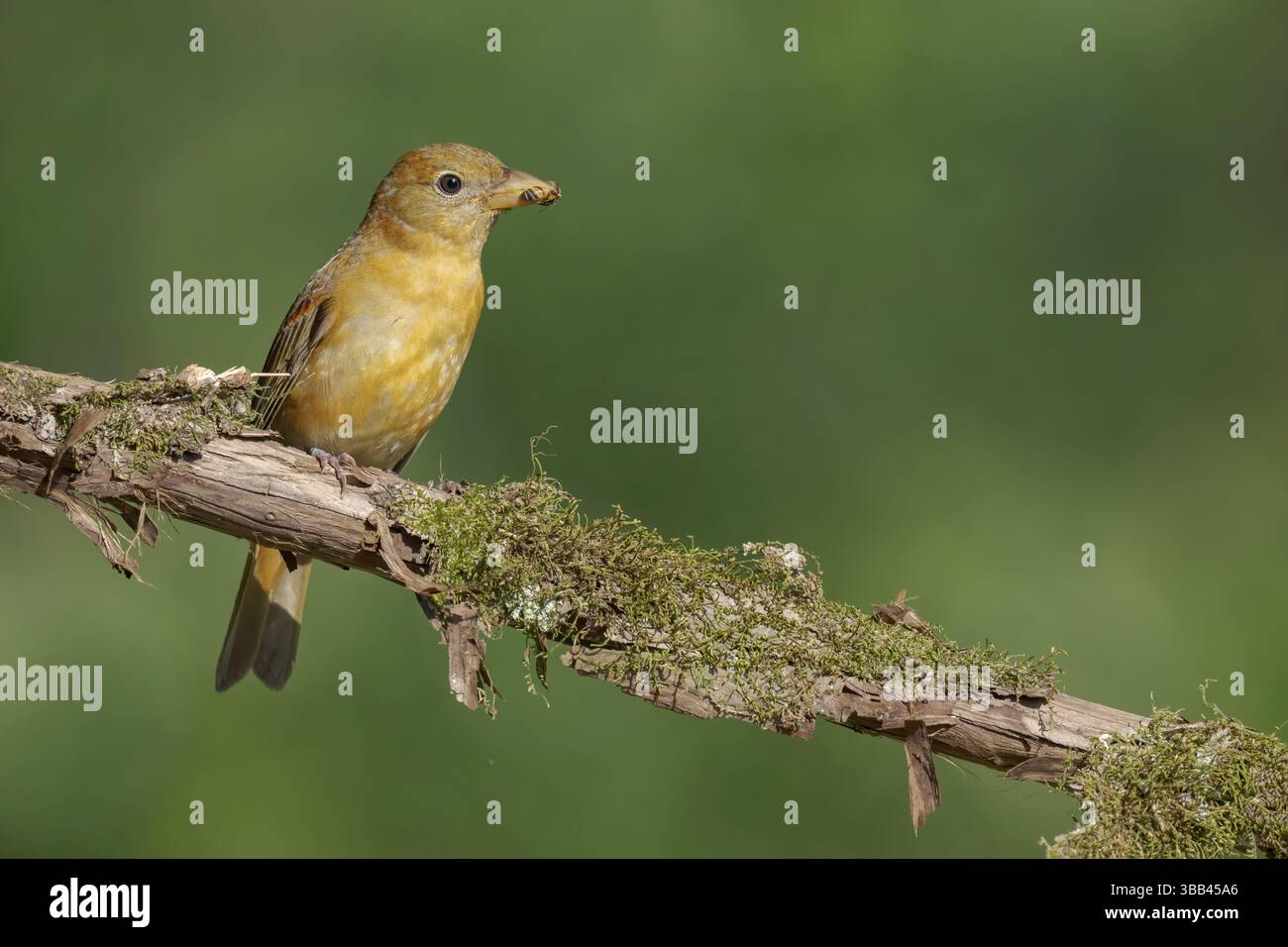 Female summer tanager hi-res stock photography and images - Alamy