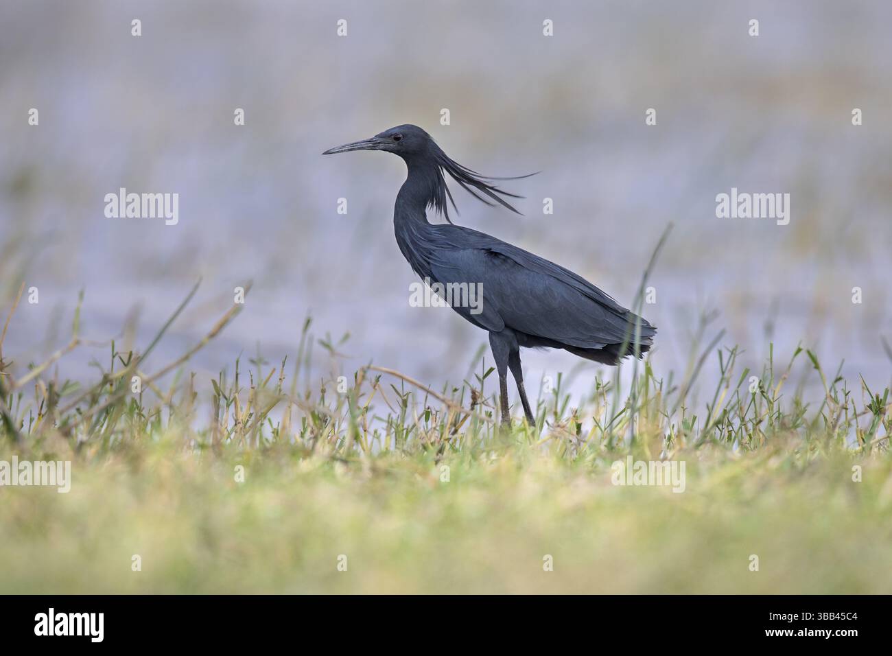 Black Heron (Egretta ardesiaca), Lake Ziway, Ethiopia, Africa Stock ...