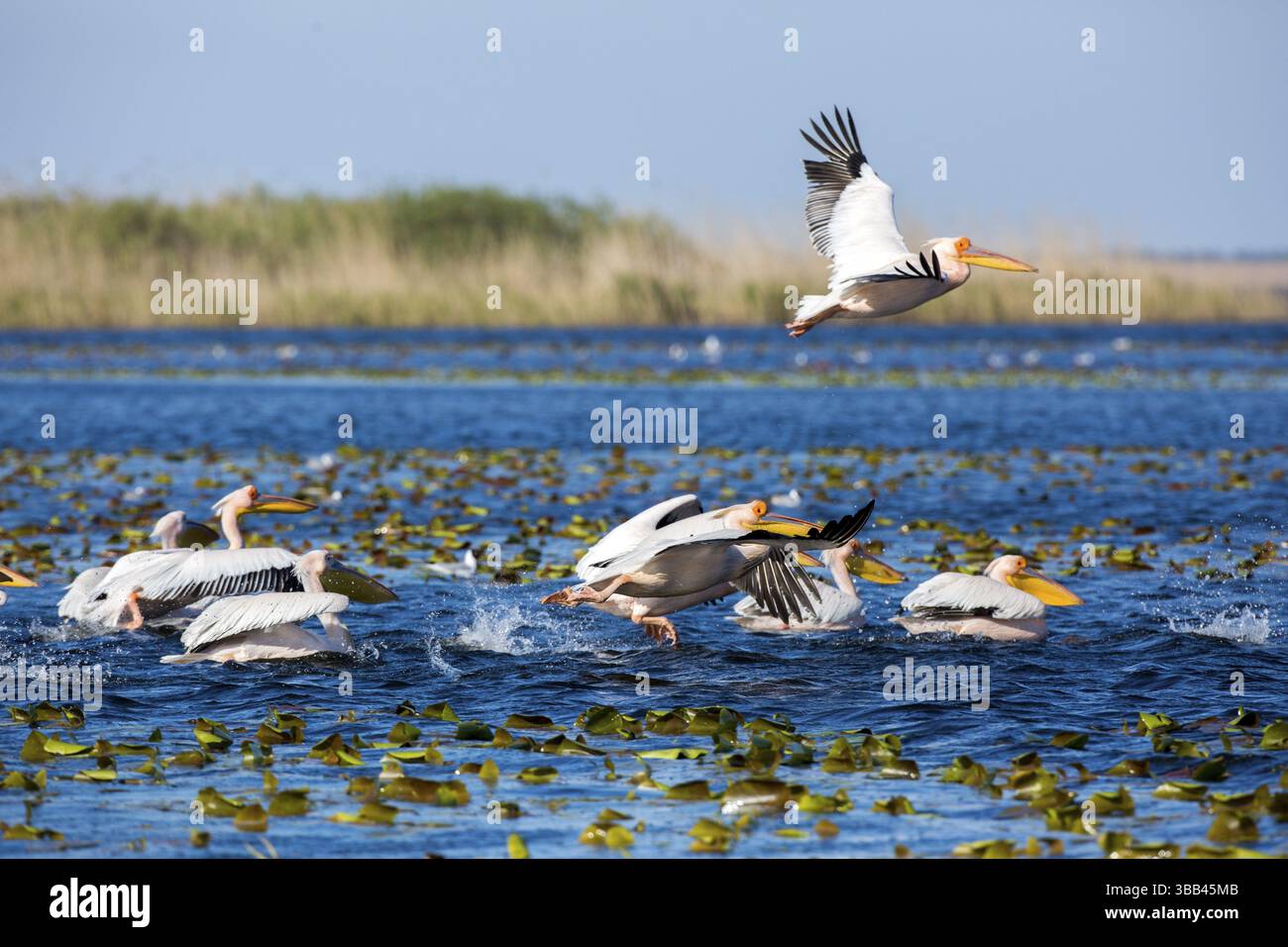 Great White Pelican (Pelecanus onocrotalus) group, Romania, Europe ...