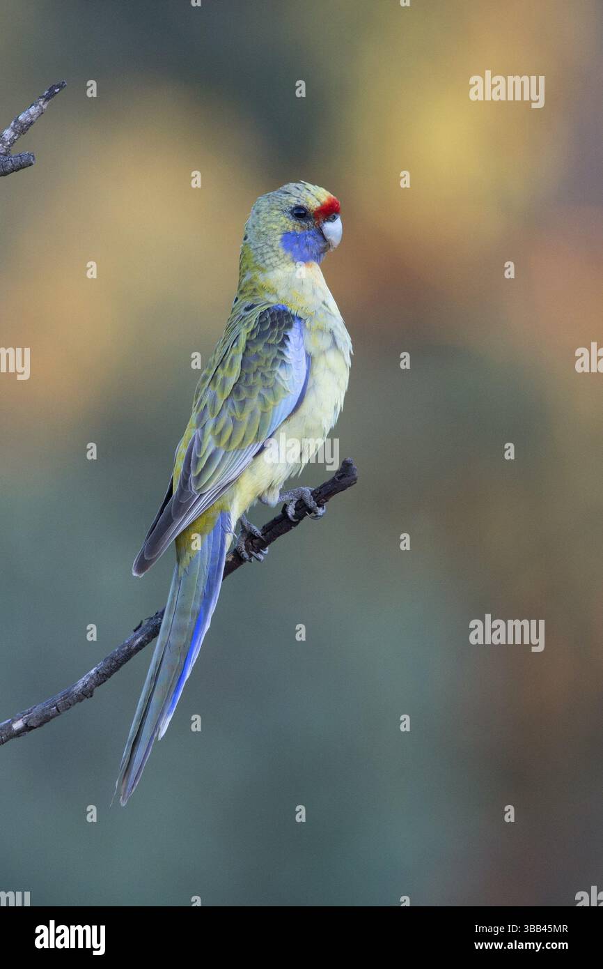 Yellow Rosella (Platycercus elegans flaveolus) male, Victoria, Australia, Oceania Stock Photo ...