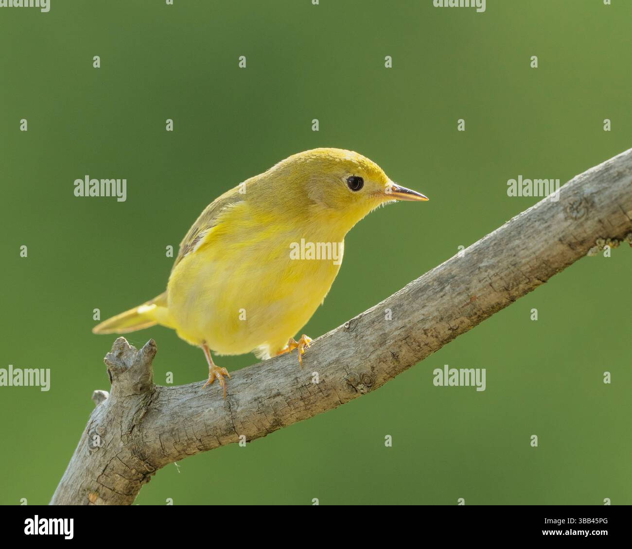 A female Yellow Warbler (Setophaga petechia) in a suburban backyard ...