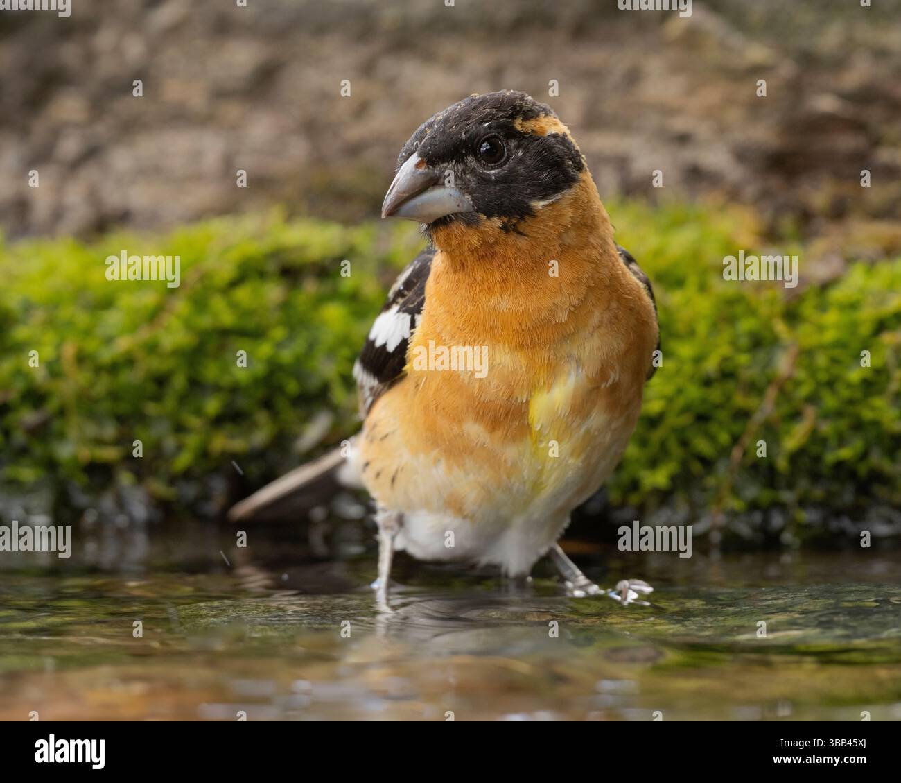 Male Black-headed Grosbeak (Pheucticus melanocephalus) at a bird bath ...