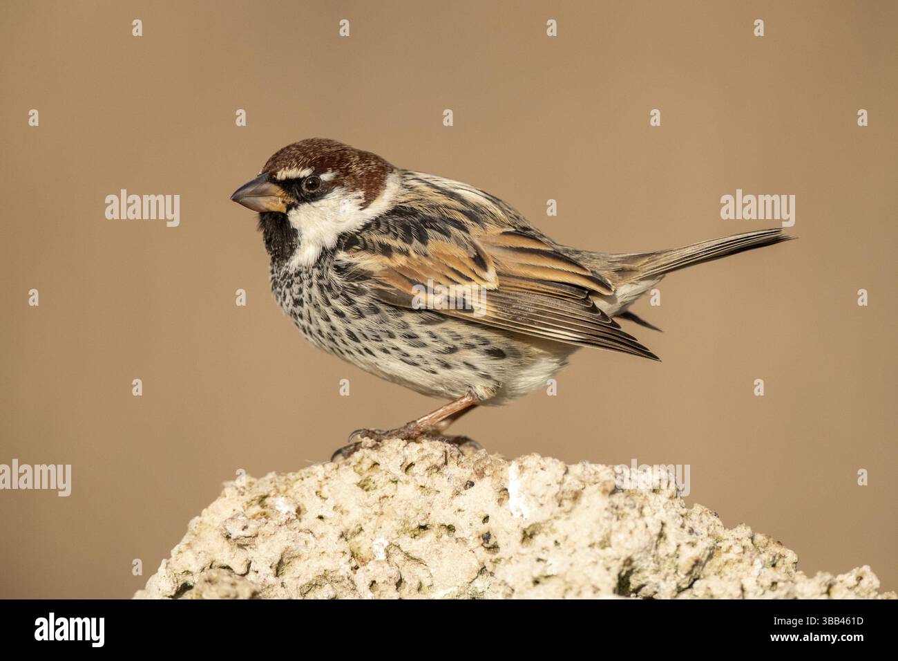 Spanish Sparrow (Passer hispaniolensis) male, Castile-La Mancha, Spain ...