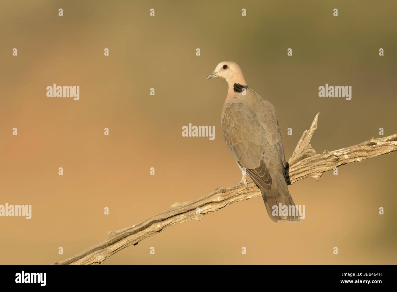 Kaapse tortelduif, Cape Turtle Dove, Streptopelia capicola Stock Photo ...