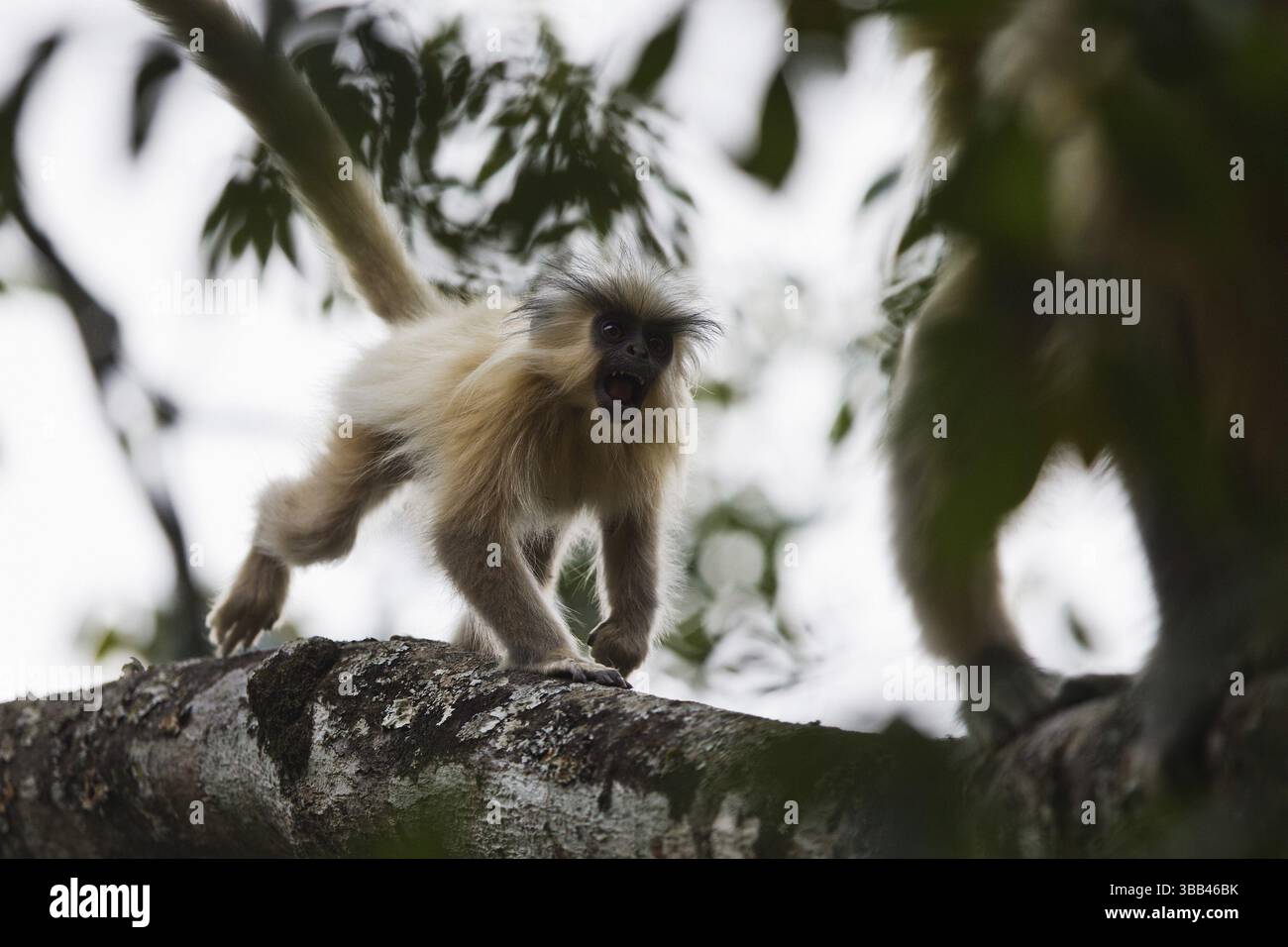 Gee's Golden Langur (Trachypithecus geei) young on tree in rainforest ...