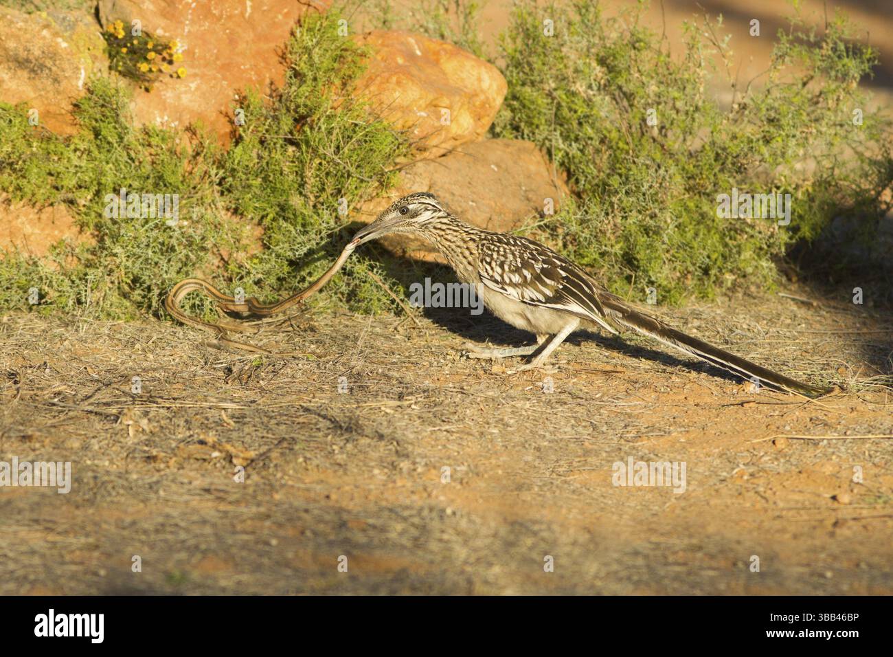 Greater Roadrunner Geococcyx californianus Amado, Santa Cruz County ...