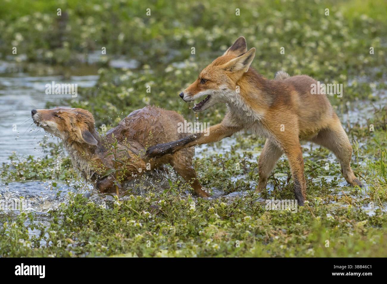 Red Fox (Vulpes vulpes) two young fighting and playing in pond ...