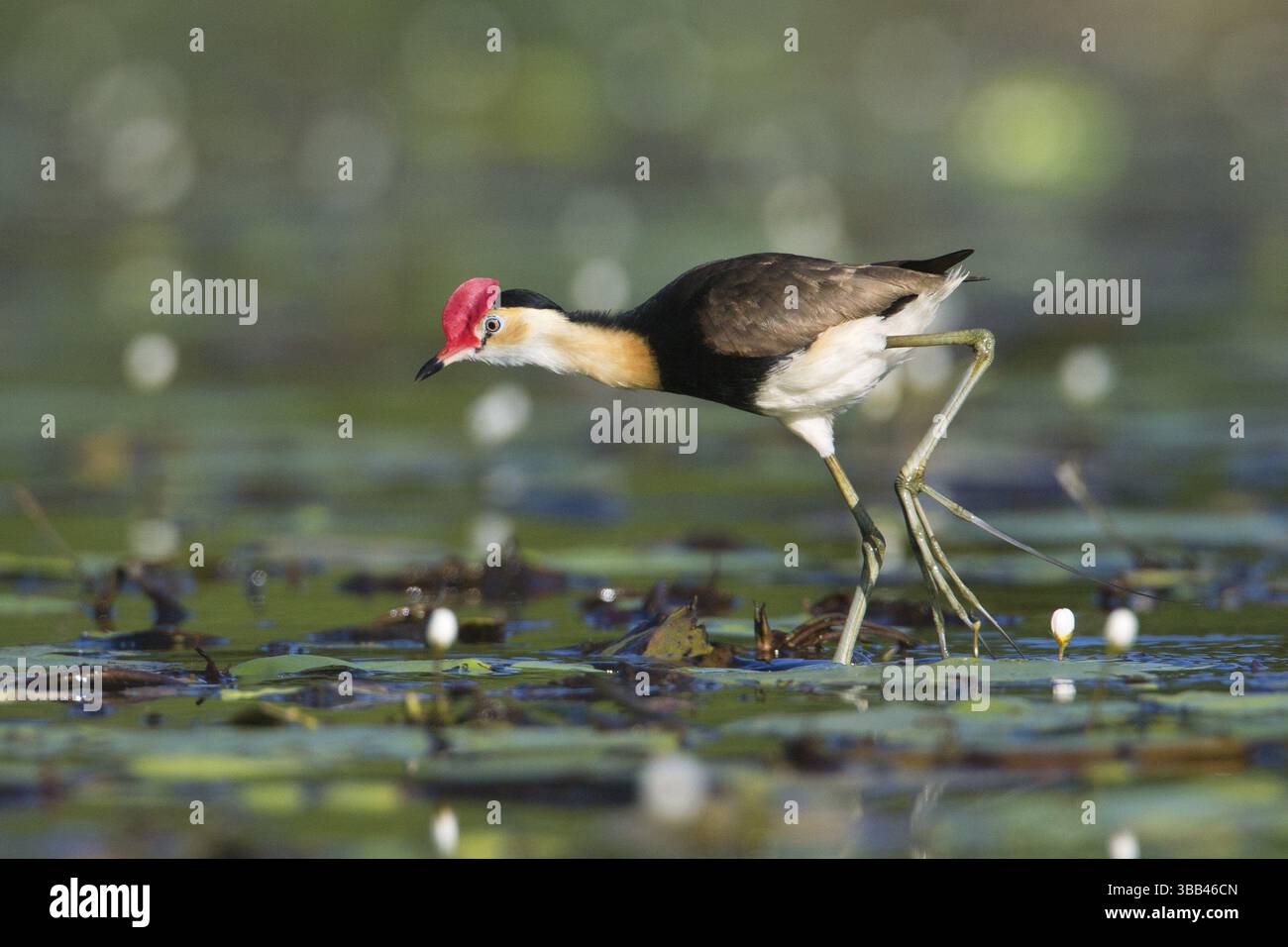 Comb-crested Jacana (Irediparra gallinacea), Queensland, Australia ...