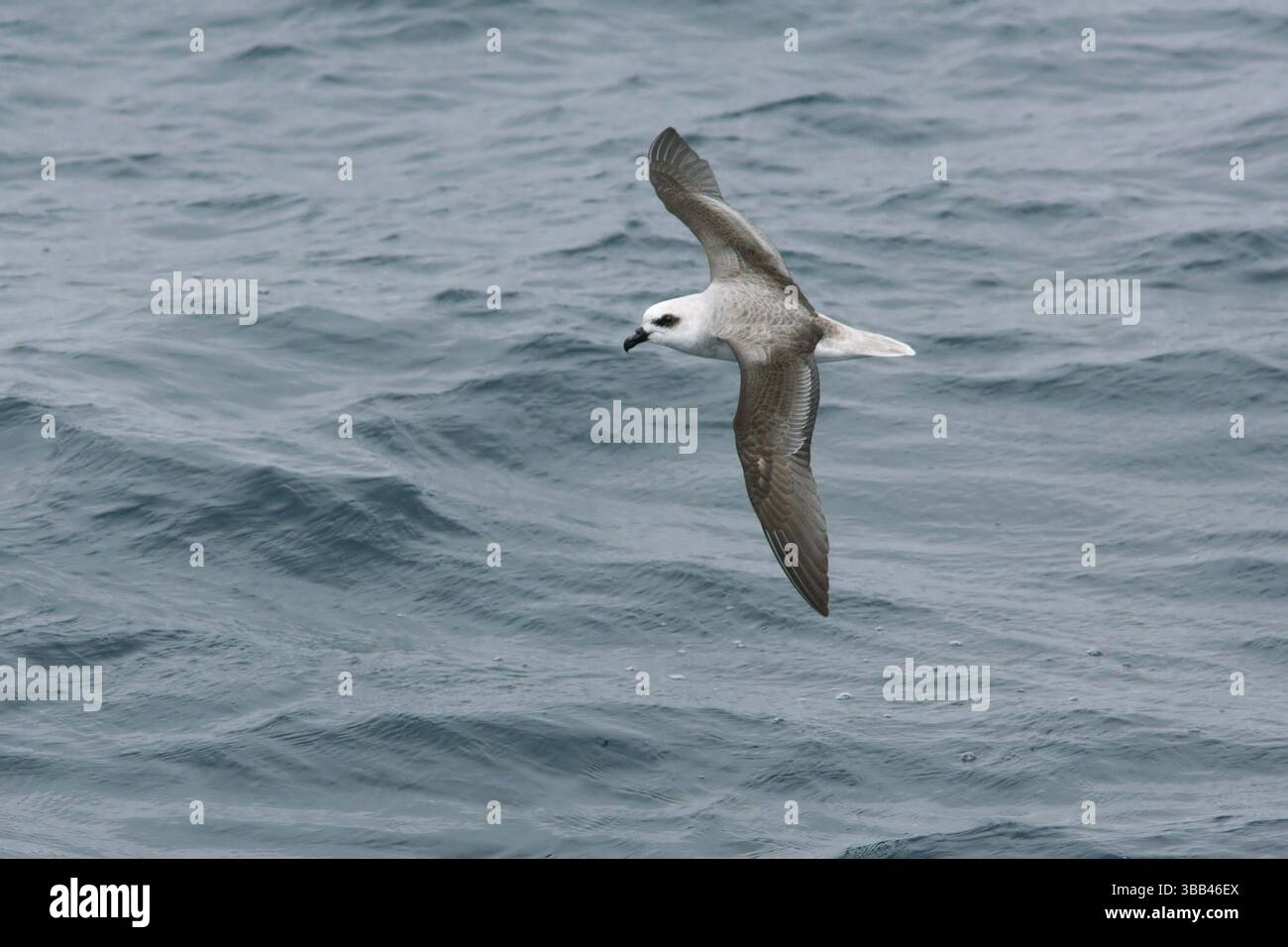 White-headed Petrel (Pterodroma lessonii) flying, Victoria, Australia ...
