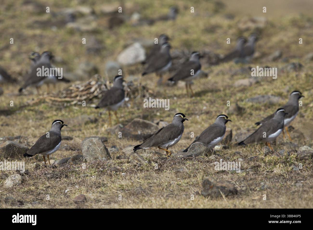 Spot-breasted Lapwing (Vanellus melanocephalus) group, Bale Mountains ...