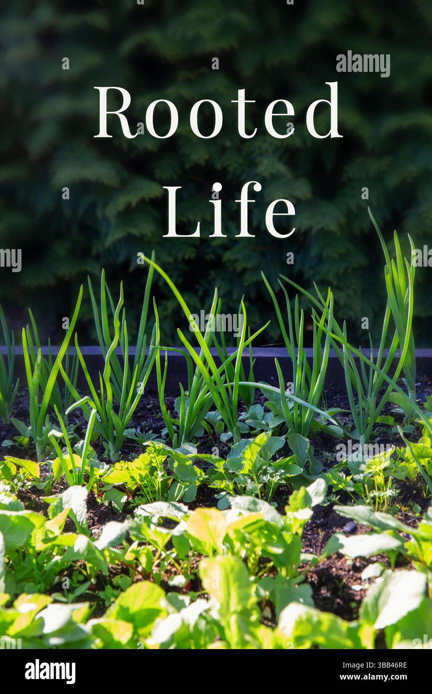 Vertical banner with green onion leaves and leafy greens growing in ...