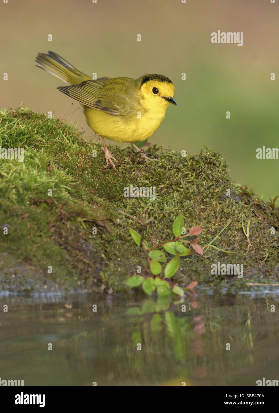 Hooded Warbler (Setophaga citrina) female at a waterhole, Texas, USA ...