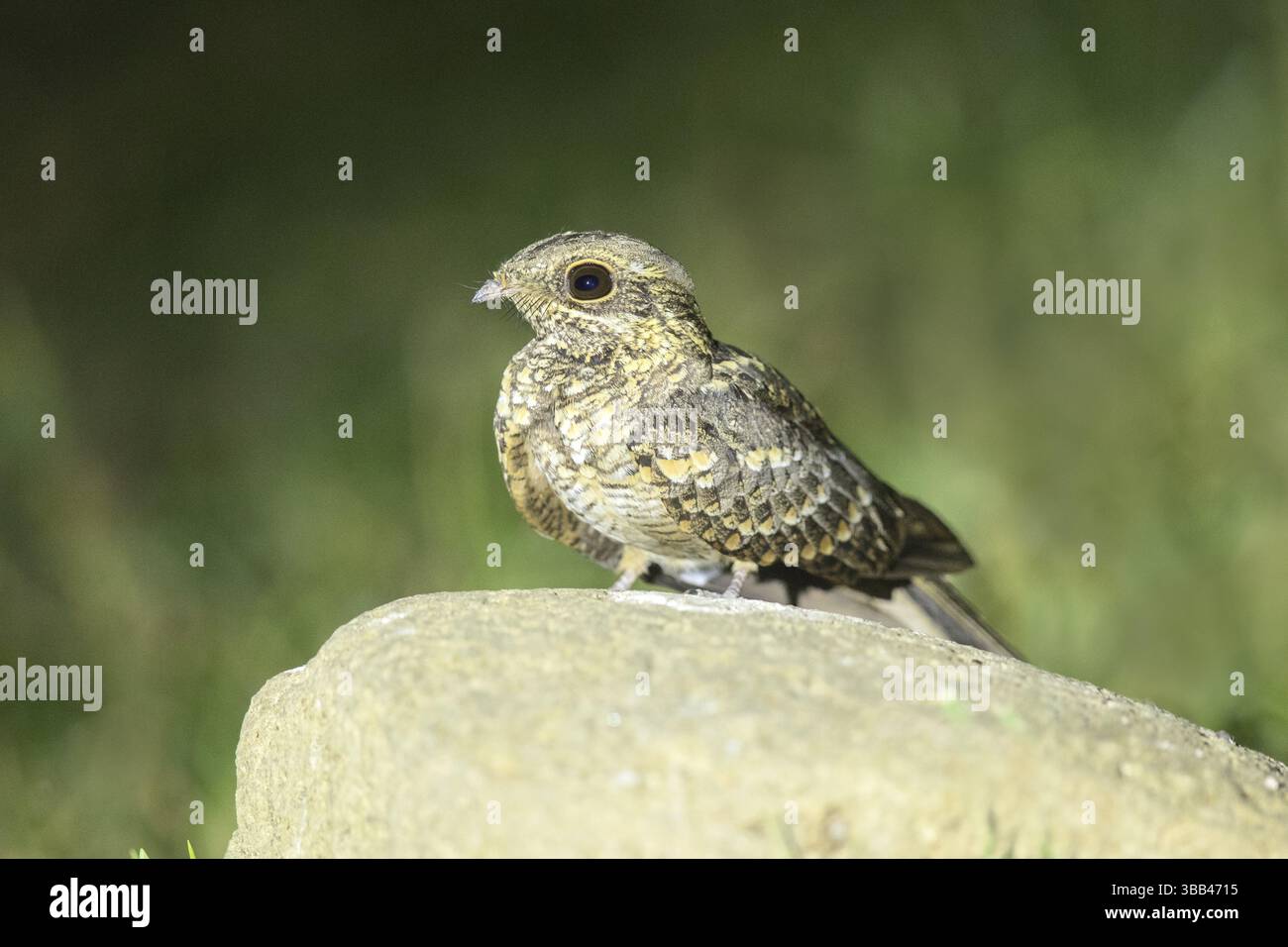 Slender-tailed Nightjar (Caprimulgus clarus), Lake Langano, Ethiopia ...