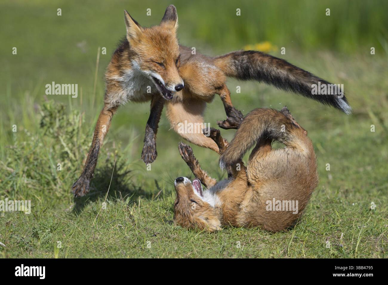 Red Fox (Vulpes vulpes) two young fighting and playing in grassland ...