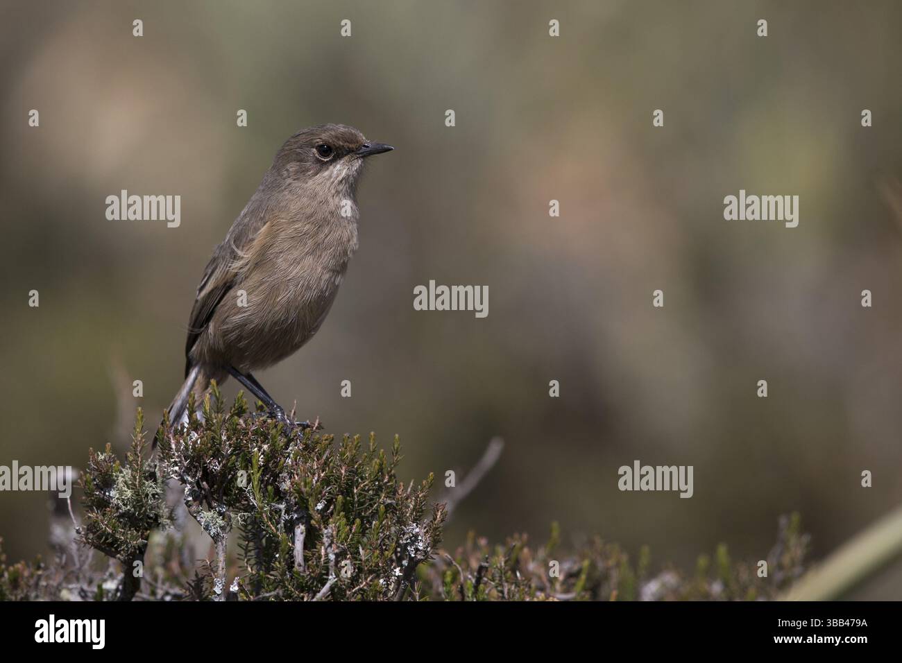 Moorland Chat (Pinarochroa sordida sordida), Bale Mountains National ...