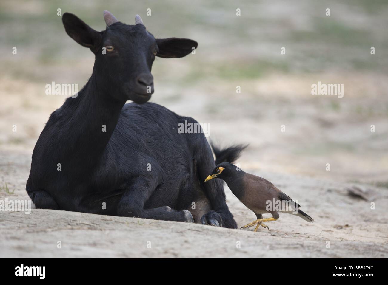Common Myna (Acridotheres tristis) looking on a Black Bengel goat for ...