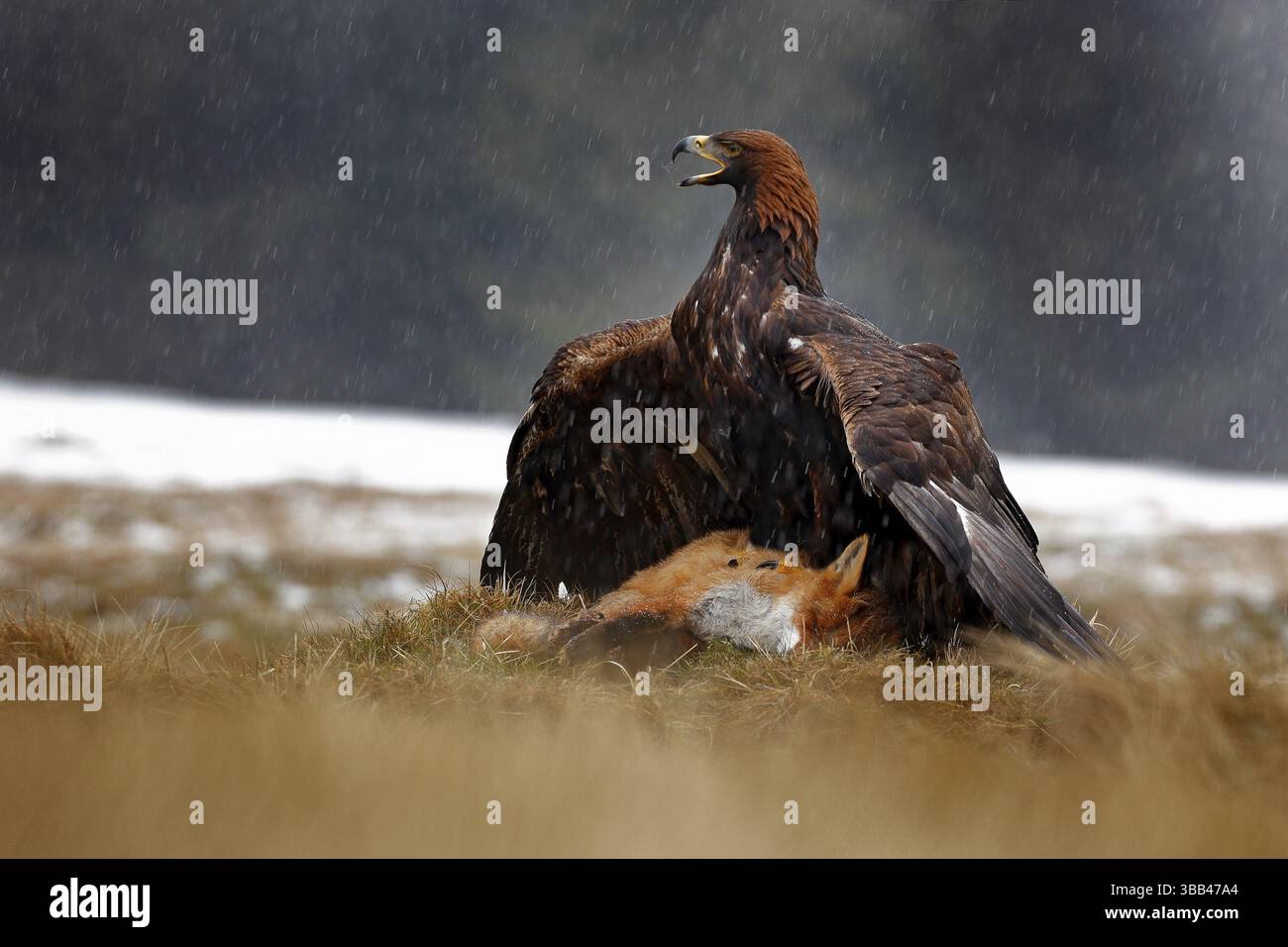 Golden Eagle feeding on killed Red Fox in the forest during rain and ...