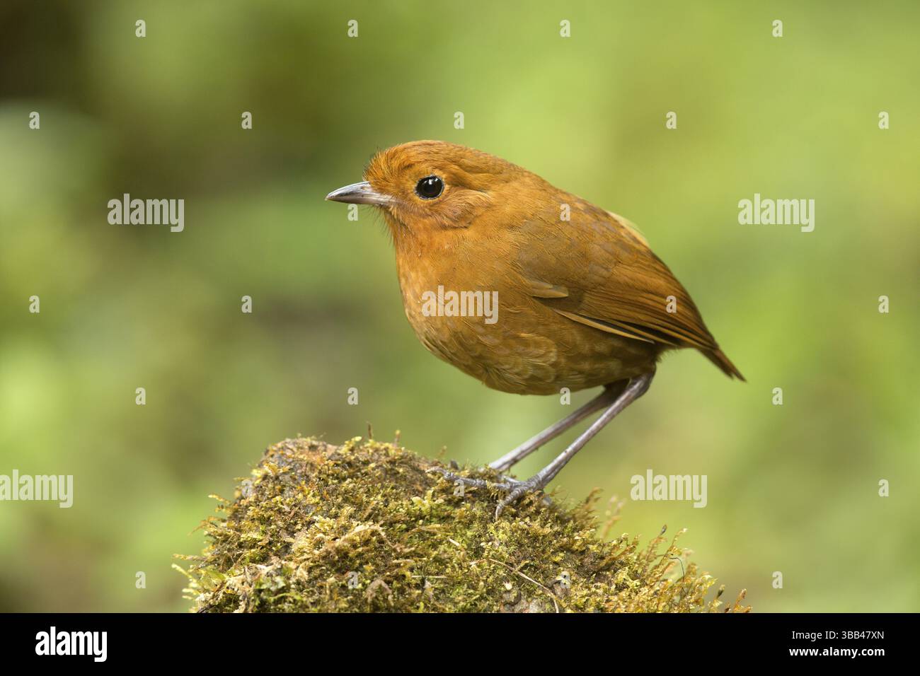 Rufous Antpitta (Grallaria rufula), Tapichalaca Reserve, Ecuador, South ...
