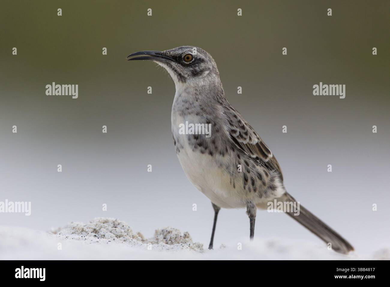 Hood Mockingbird (Mimus macdonaldi), Galapagos, Ecuador, South America ...