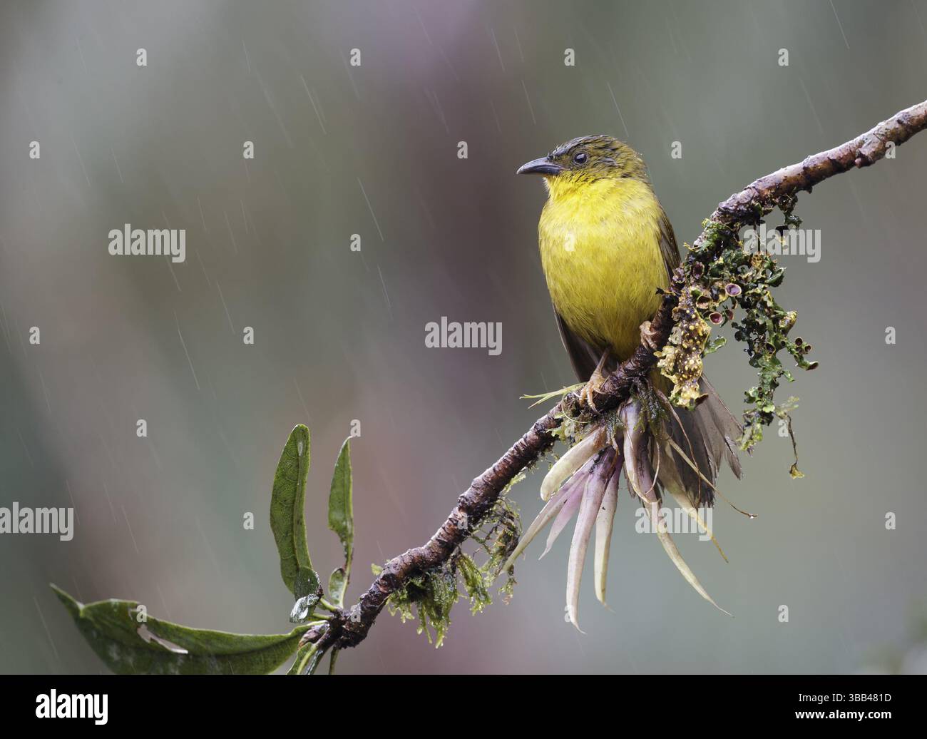 Olive-green Tanager (Orthogonys chloricterus) perched on a branch ...