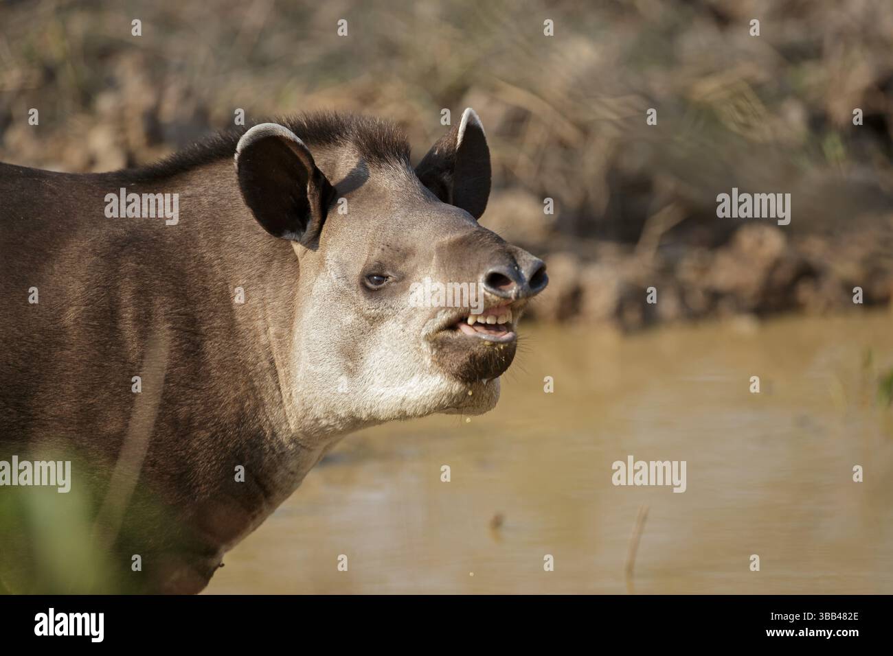 Brazilian Tapir (Tapirus terrestris) portrait, Pantanal, Brazil, South ...