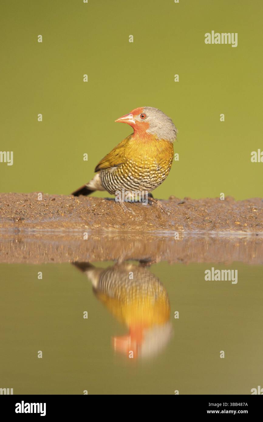 Orange-winged Pytilia (Pytilia afra) male at a waterhole, South Africa ...