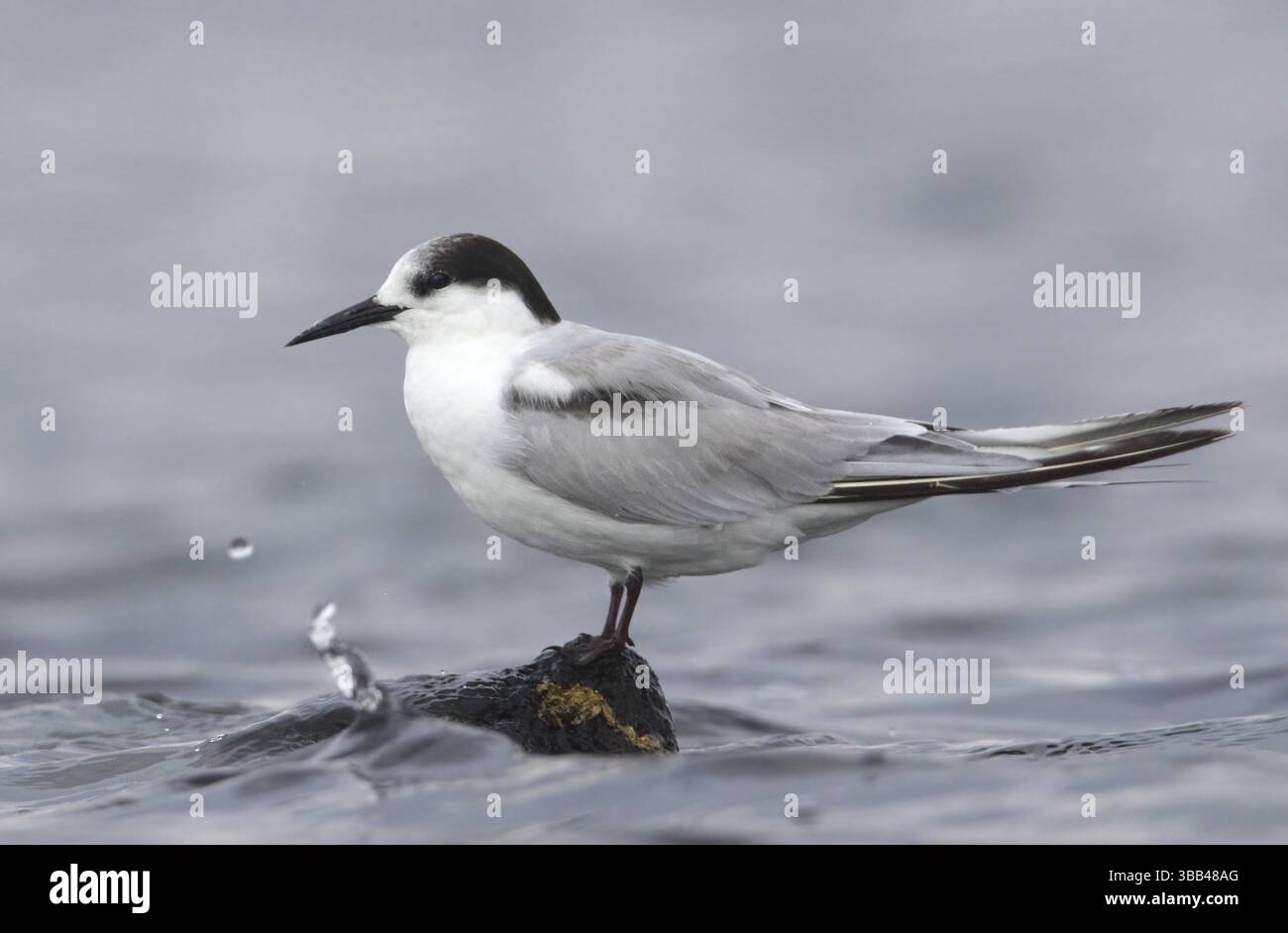 Common Tern-longipennis (Sterna hirundo longipennis), Victoria ...