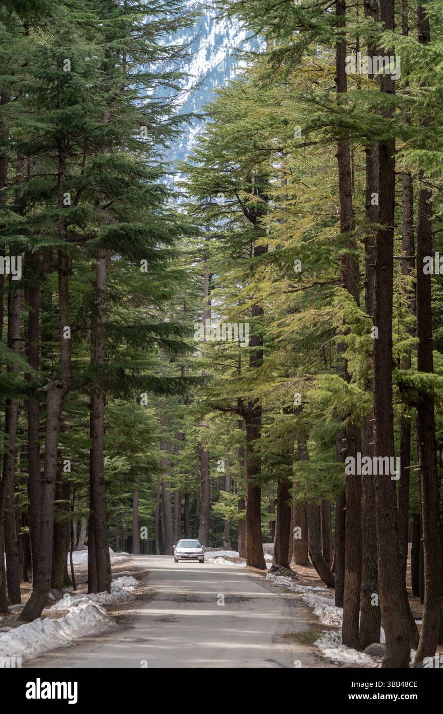 A picturesque road runs through a serene forest with tall trees, in ...