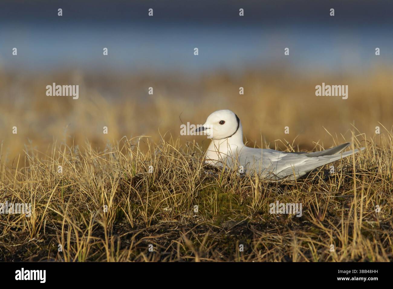 Ross's Gull (Rhodostethia rosea) on the tundra in Northern Alaska Stock ...