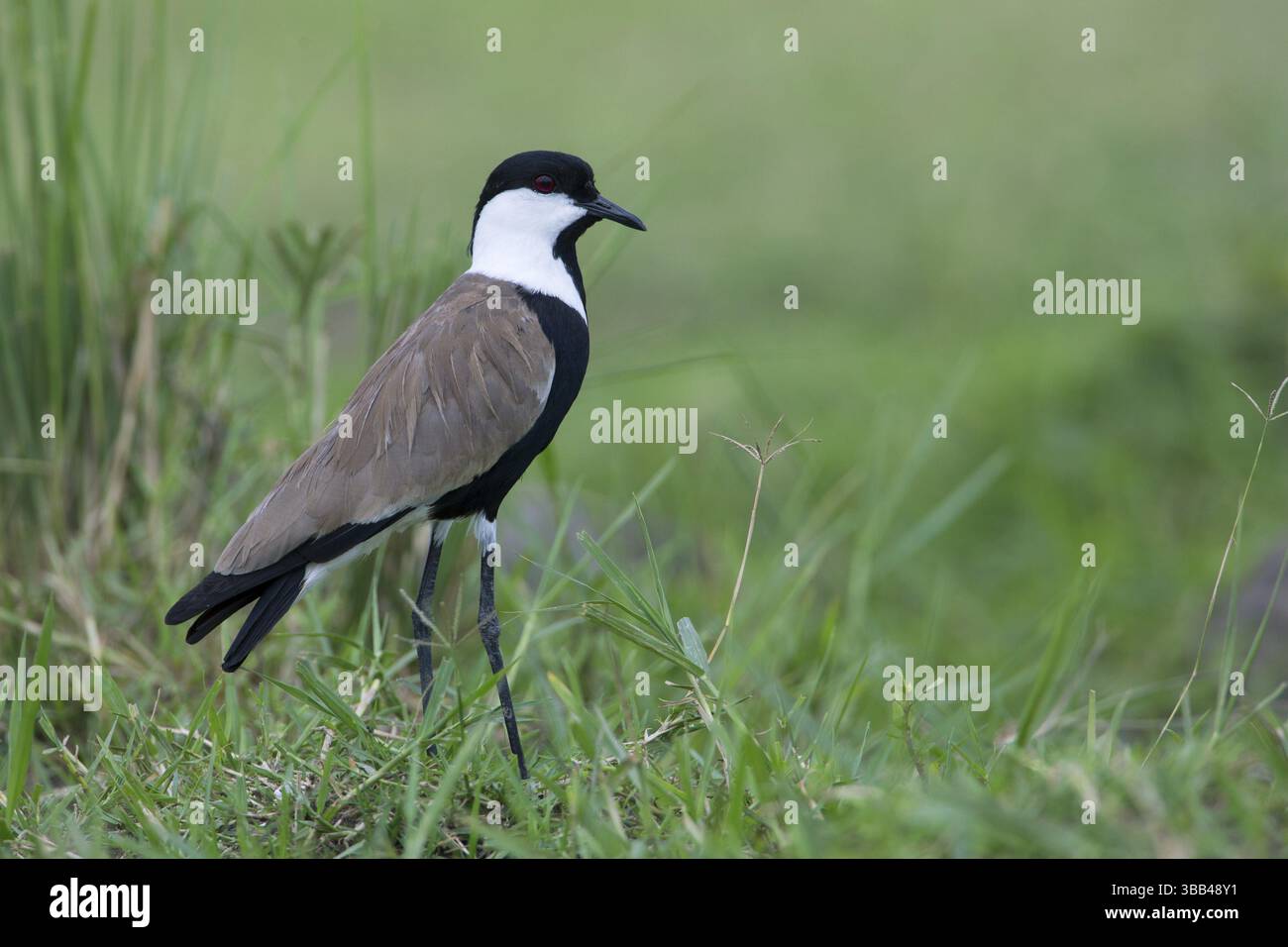Spur-winged Lapwing (Vanellus spinosus) on field, Uganda, Africa Stock ...