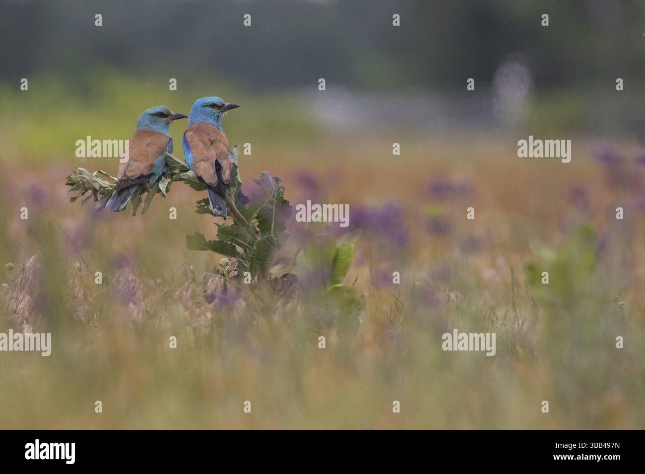 European Roller (Coracias garrulus) pair, Subotica, Serbia, Europe ...