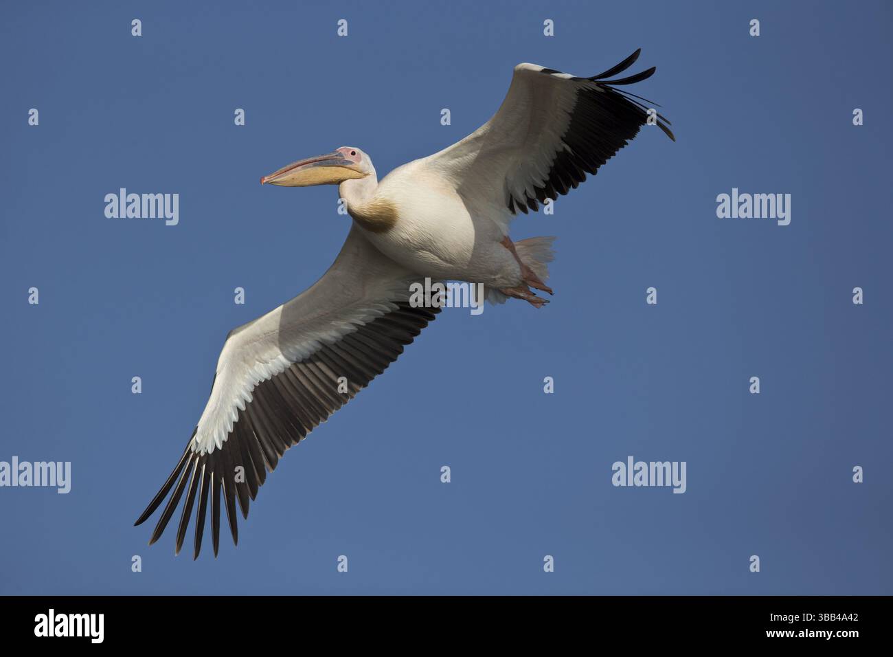Great White Pelican (Pelecanus onocrotalus) flying, Nechisar National ...