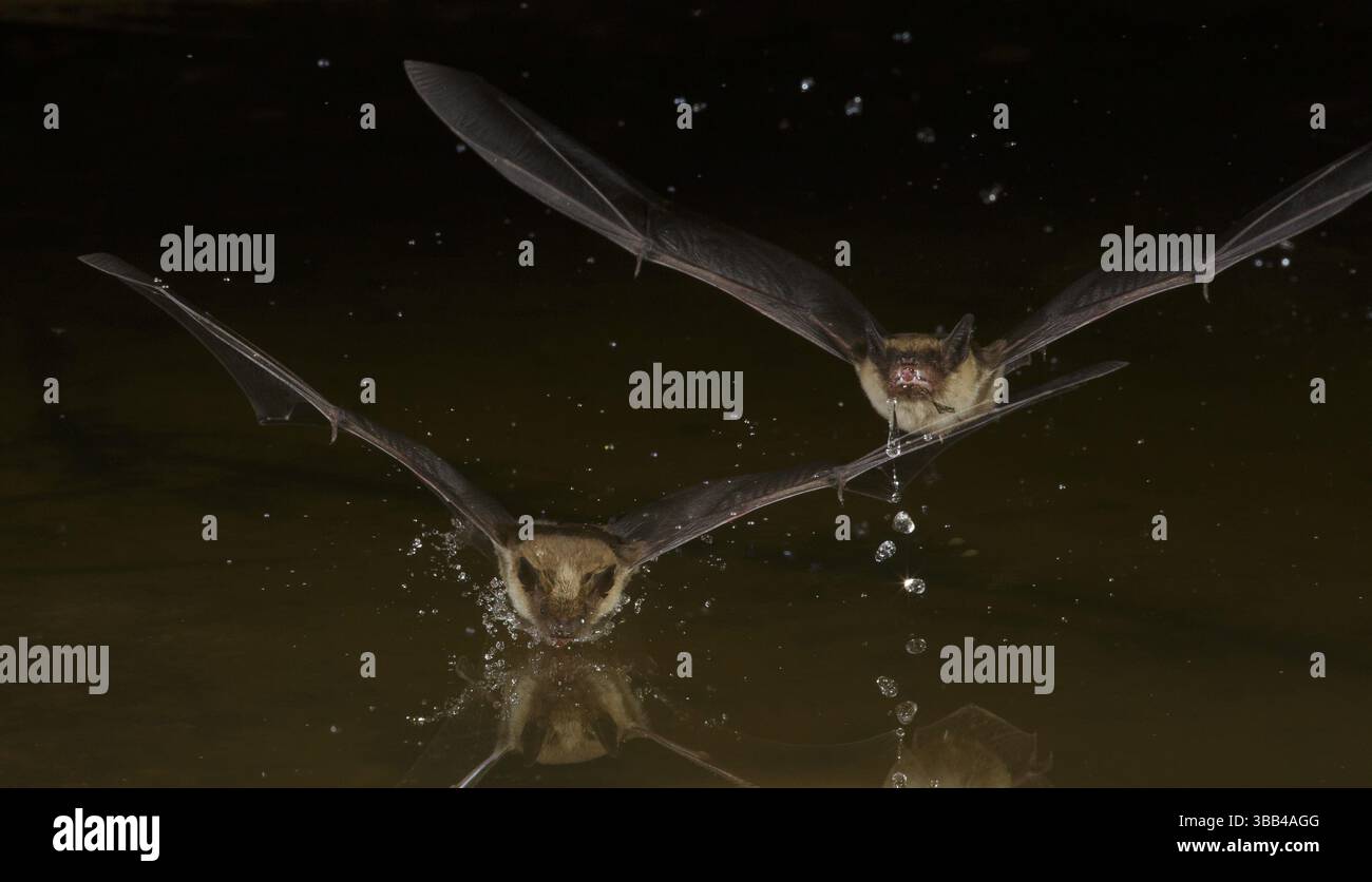 Little brown bat myotis occultus hi-res stock photography and images ...