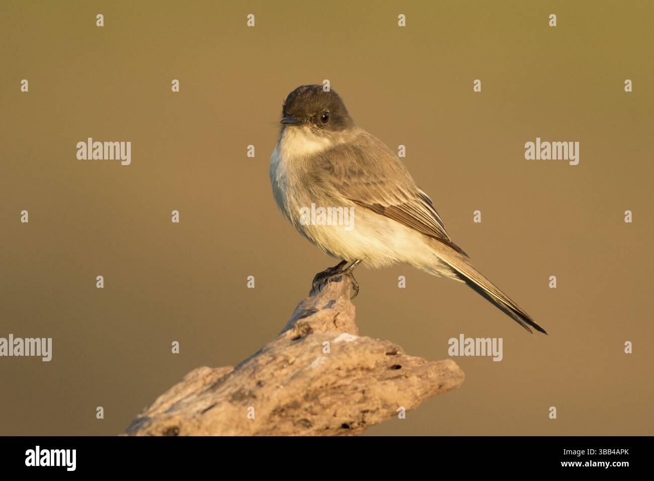 Eastern Phoebe (Sayornis phoebe), Texas, USA, North America Stock Photo ...