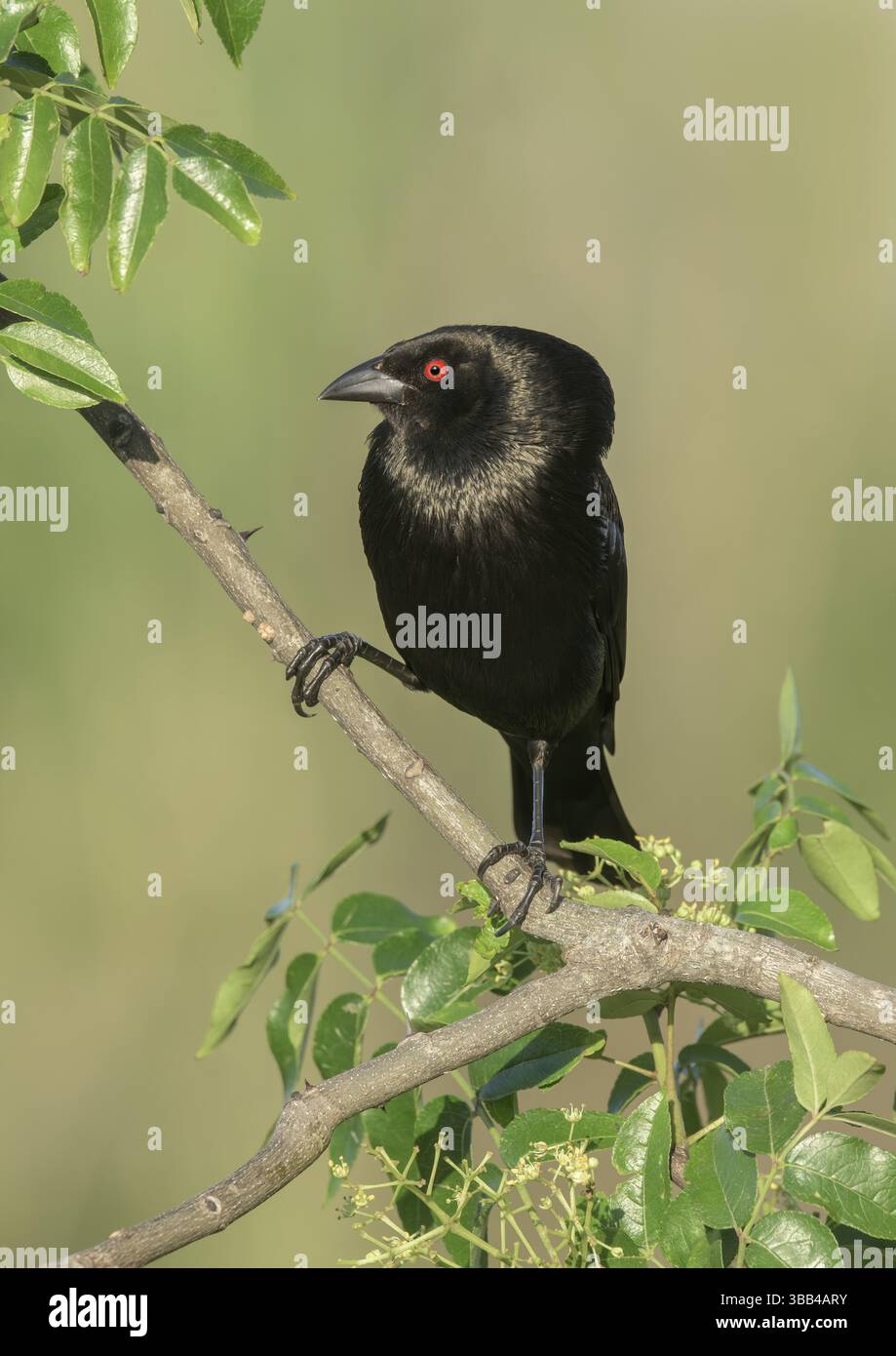 Bronzed Cowbird (Molothrus aeneus) male, Texas, USA, North America ...