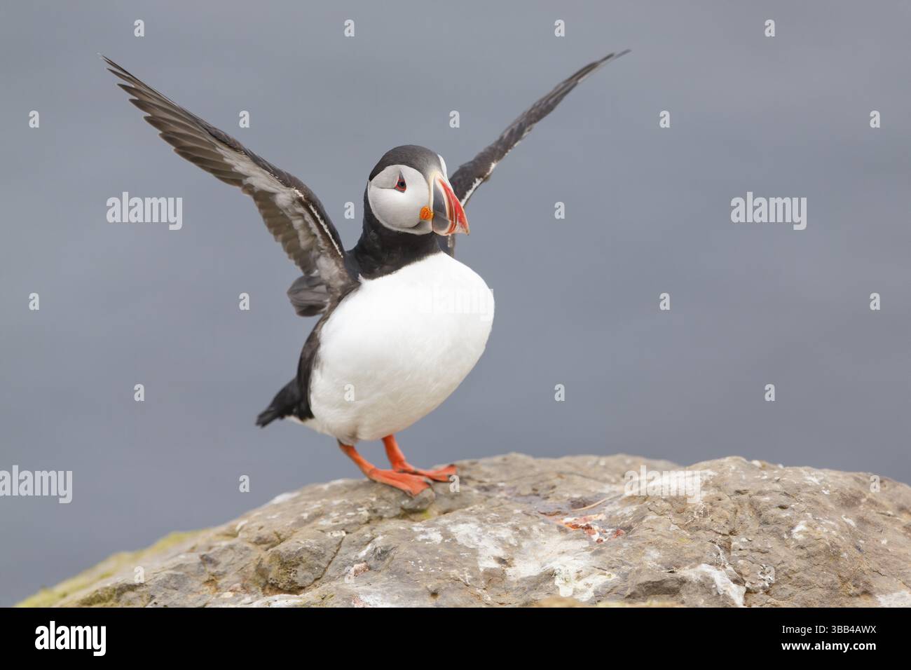 Atlantic Puffin (Fratercula arctica) flapping, Iceland, Europe Stock ...