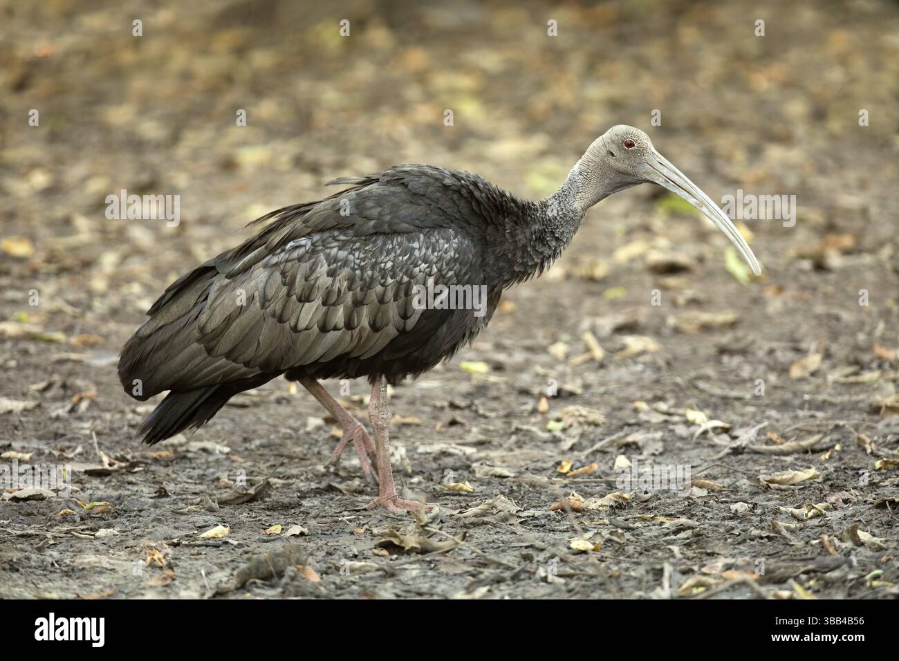 Giant Ibis (Pseudibis gigantea), Preah Vihear, Cambodia, Asia Stock ...