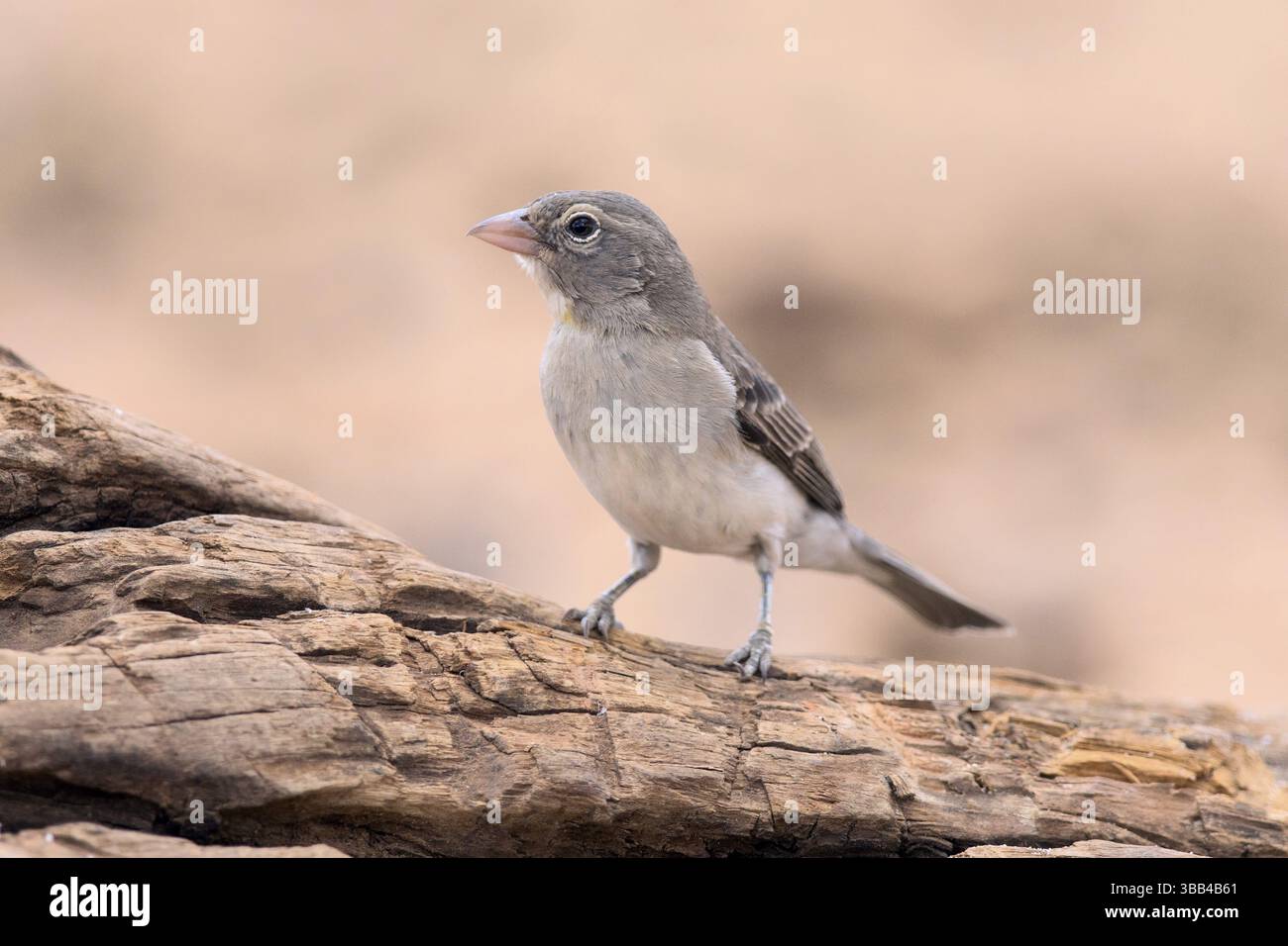 Yellow-spotted Petronia (Gymnoris pyrgita), Ethiopia, Africa Stock ...