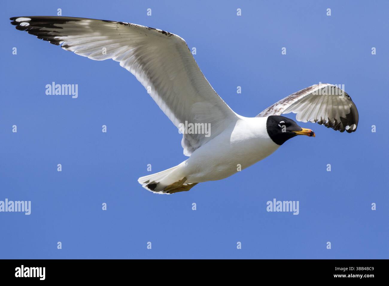 Pallas's Gull (Ichthyaetus ichthyaetus) flying, Romania, Europe Stock Photo - Alamy