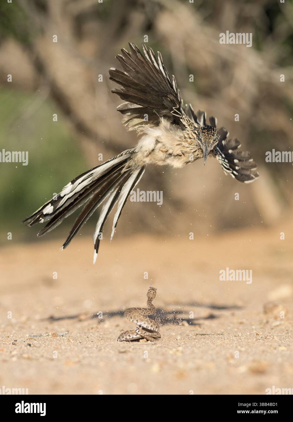 Greater Roadrunner (Geococcyx californianus) fighting with a Western ...
