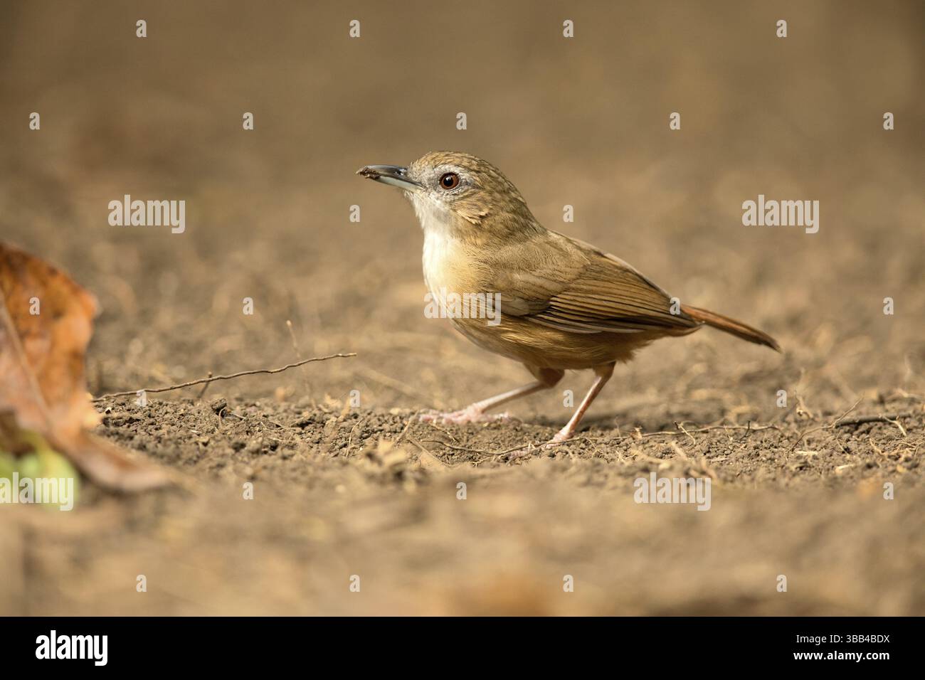 Abbott's Babbler (Malacocincla abbotti) perched on the ground, Bidoup ...