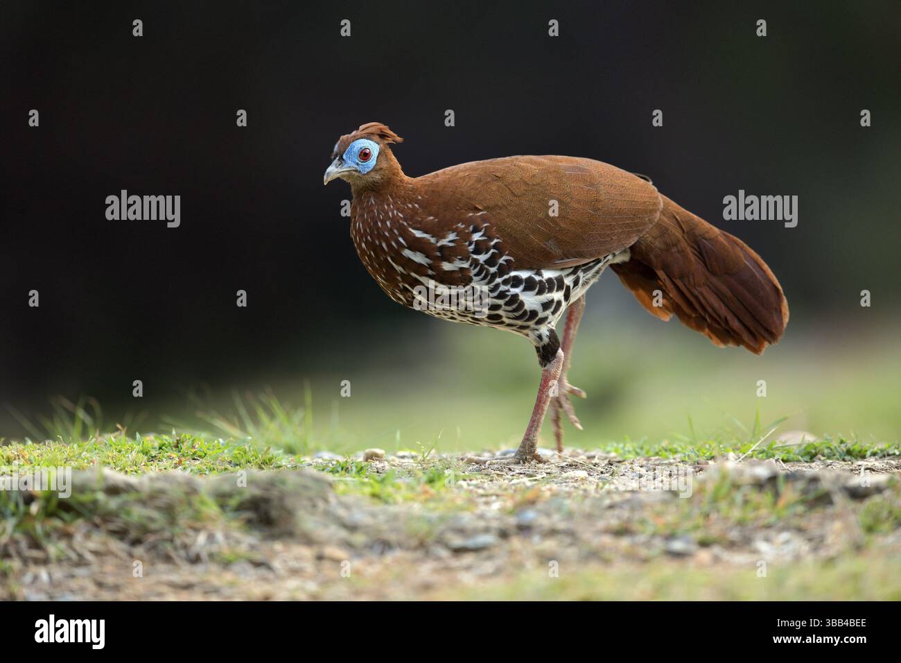 Crested fireback pheasant hi-res stock photography and images - Alamy