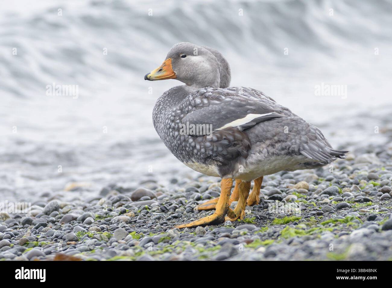 Fuegian Steamer Duck (Tachyeres pteneres), Chile, South America Stock ...