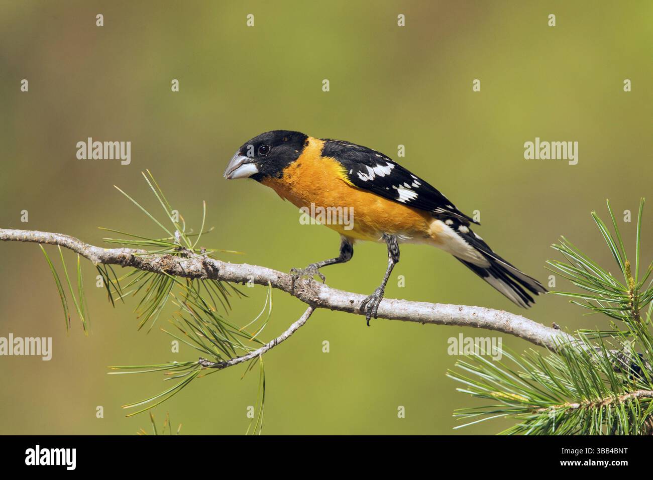 Black-headed Grosbeak Pheucticus melanocephalus Santa Rita Mountains ...