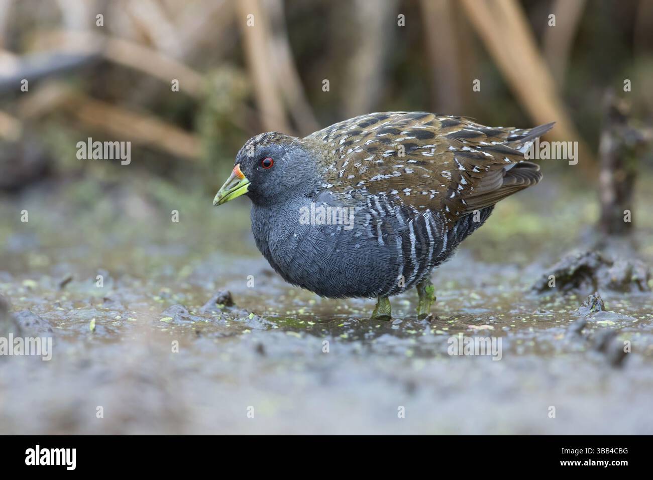 Australian Crake (Porzana fluminea) foraging, Victoria, Australia ...