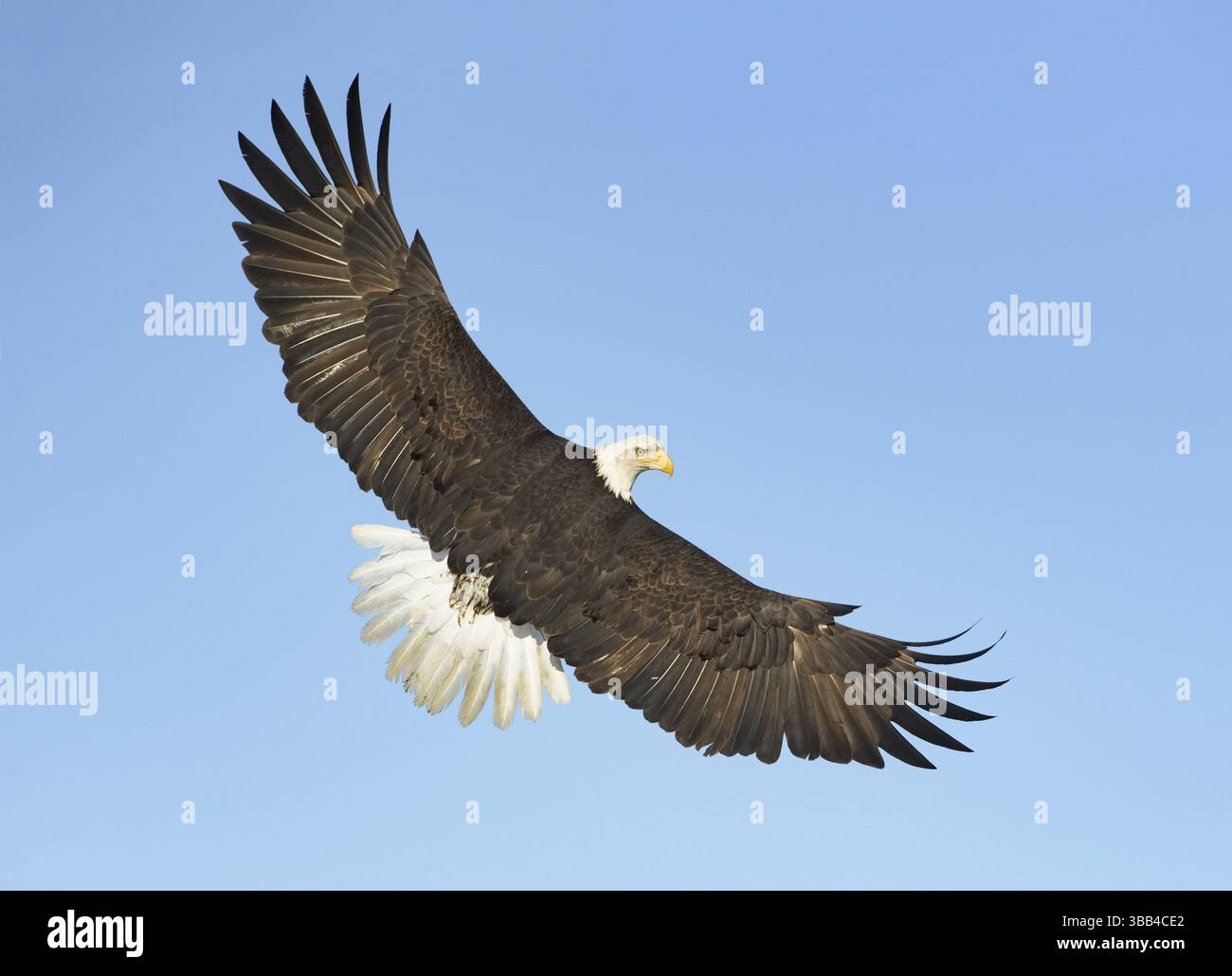 Bald Eagle (Haliaeetus leucocephalus) flying, Alaska, USA, North ...